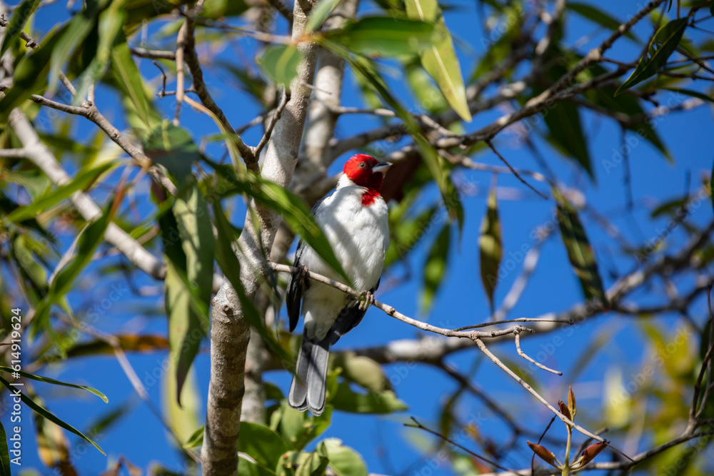 Galo de campina bird, Picture of a beautiful Red-cowled Cardinal bird ...
