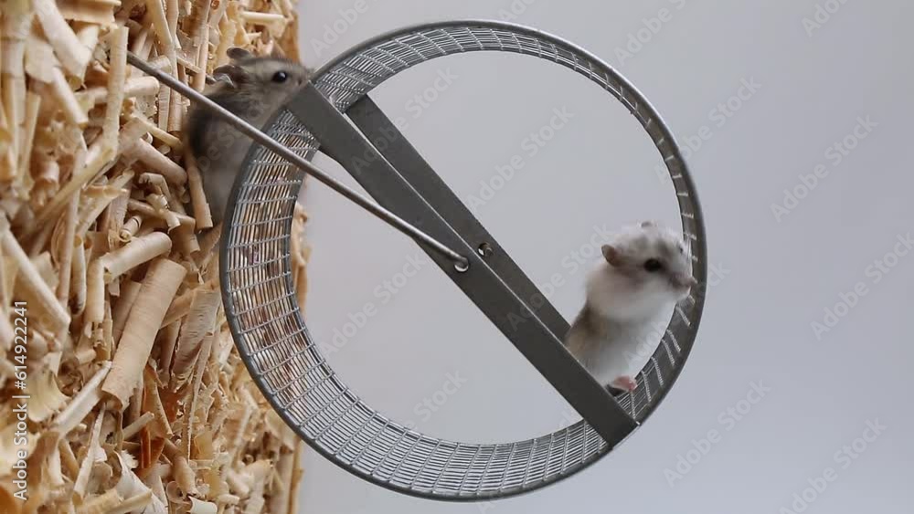 Two little hamsters are funny running around on a wheel. White and gray ...