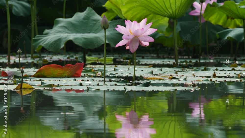 Beautiful lotus sway in wind with reflection in pond, pink flower with ...