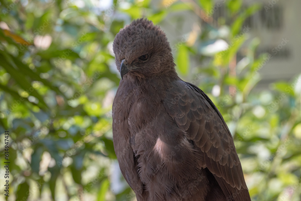 The changeable hawk eagle or crested hawk eagle, Nisaetus cirrhatus is ...