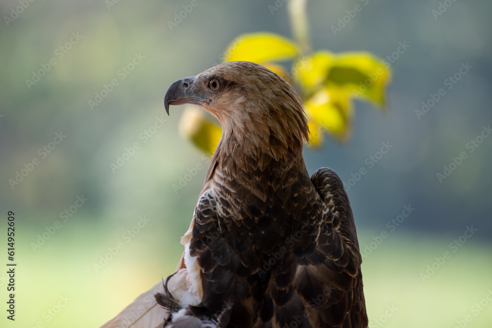 Photo & Art Print The white bellied sea eagle, Haliaeetus leucogaster ...