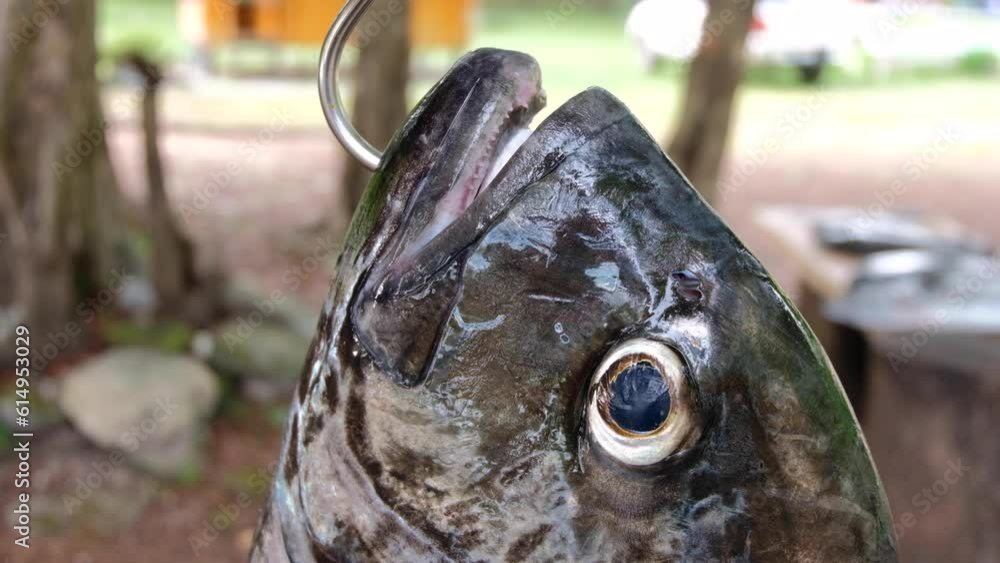 Close up of freshly caught Giant Trevally sea fish caught line fishing ...