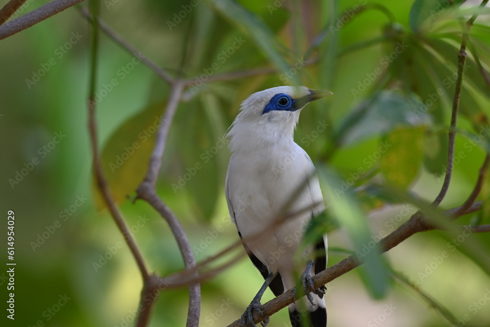 Bird on tree, The Bali myna, Leucopsar rothschildi, also known as ...