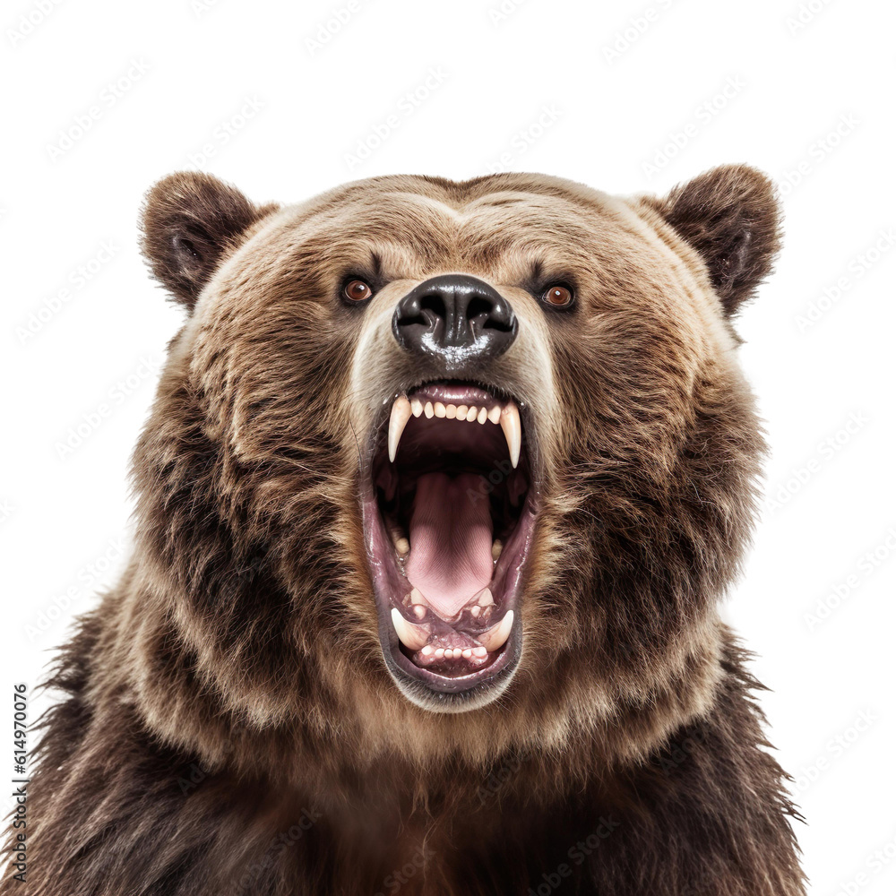 front view of ferocious looking Grizzly Bear animal looking at the ...