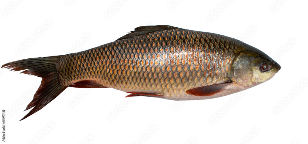 Popular Rohu or Labeo rohita fish of Indian subcontinent over white ...