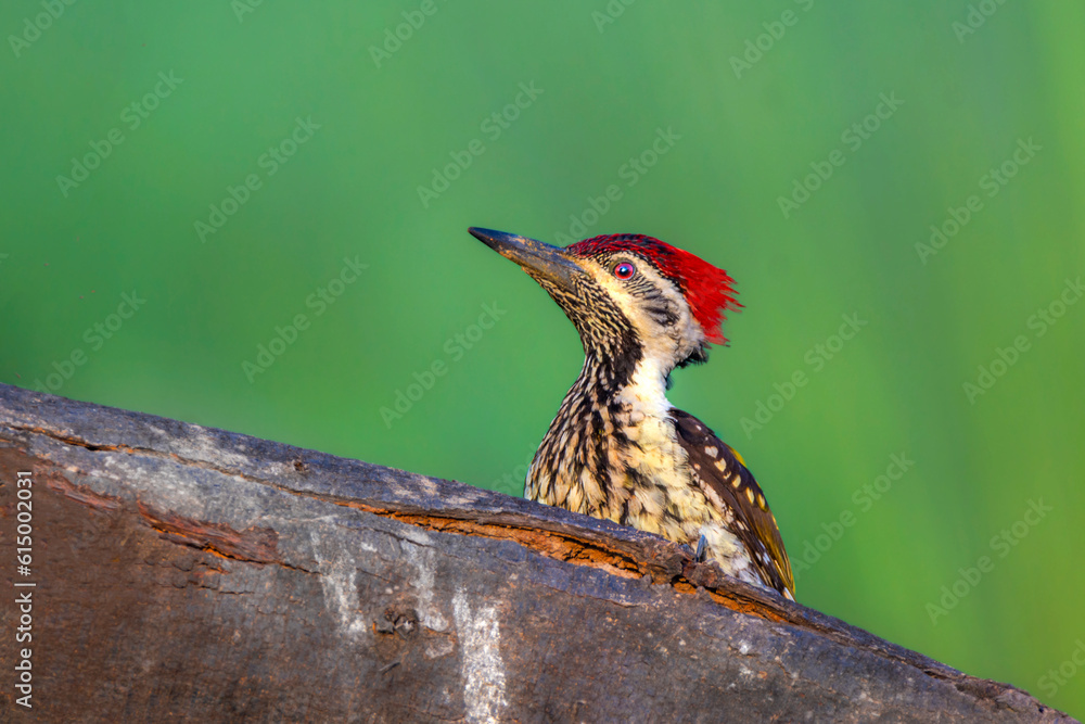 beautiful pictures of woodpecker The black-rumped flameback, also known ...