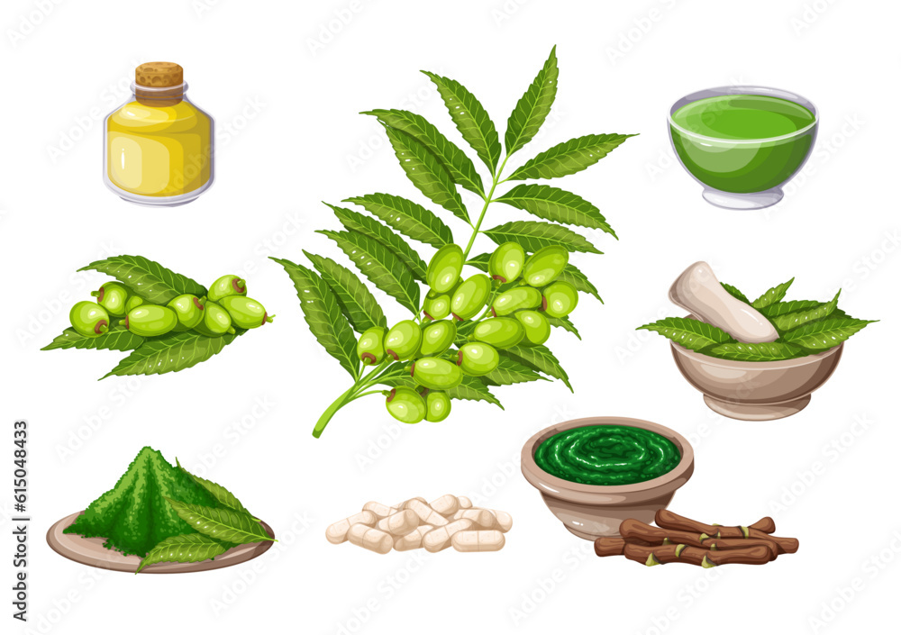 Neem set vector illustration. Cartoon isolated green tree twig with ...