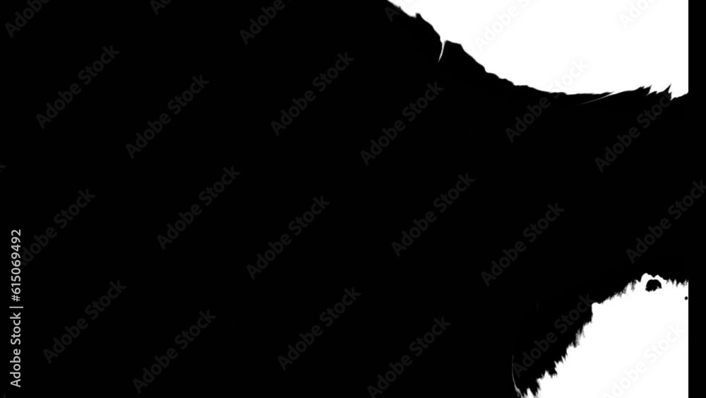 ink transition on white screen, drop texture, ink transition splatter ... ink transition on white screen, drop texture, ink transition splatter ...