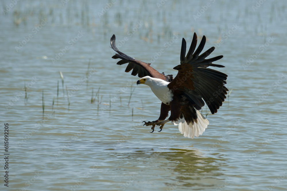 Pygargue vocifère, Pygargue vocifer, African Fish Eagle, Aigle pêcheur ...