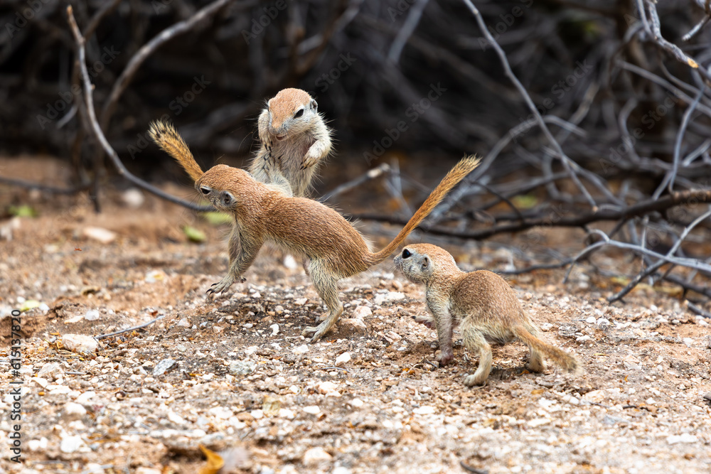Juvenile round-tailed ground squirrels, Xerospermophilus tereticaudus ...