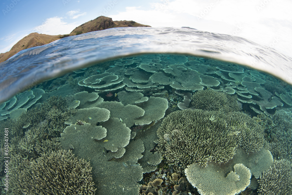 Reef-building corals thrive on a biodiverse reef in Komodo National ...