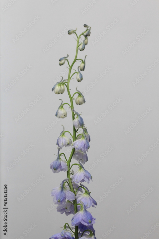 Japanese delphinium in purple with curve line in clean background Stock ...