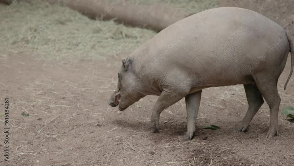 An individual warthog large pig, known as Babirusa, walks and sniffs ...