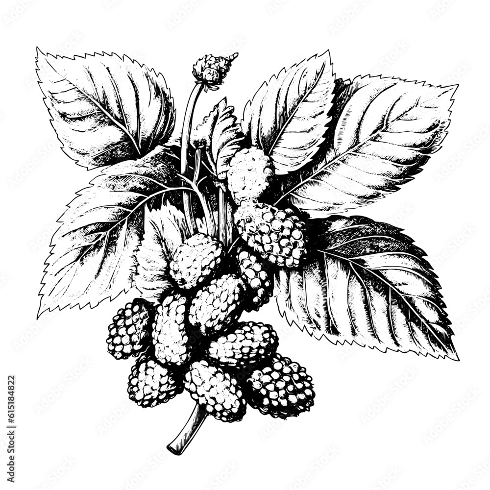 mulberry vector drawing. Isolated hand drawn, engraved style ...