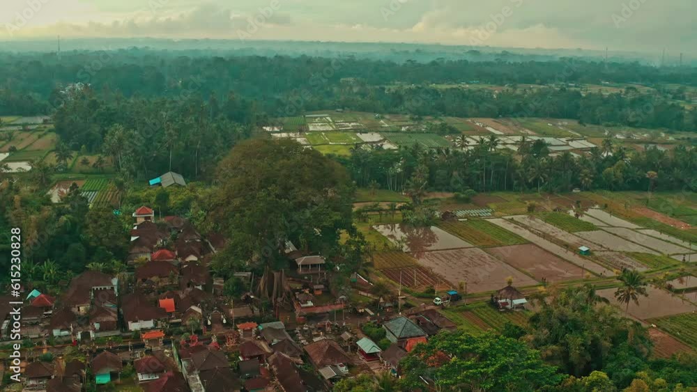 Epic Aerial view on 700 Years old Bayan Ancient Tree on nature ...