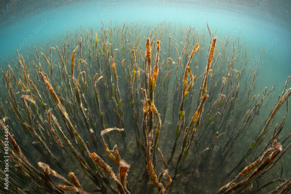 A seagrass meadow grows along the edge of an island in Komodo National ...
