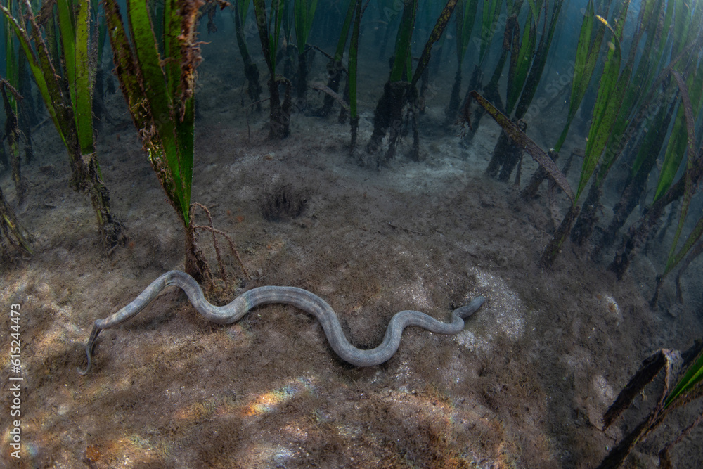 A marine file snake, Acrochordus granulatus, slithers across the muddy ...