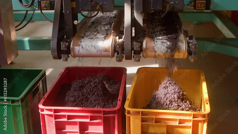 Machinery equipment for sorting tea leaves on production industrial ...