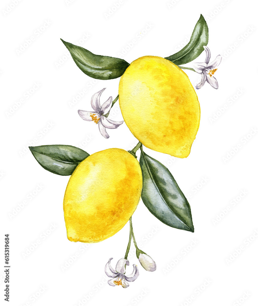 watercolor drawing lemon tree branch with green leaves, flowers and ...