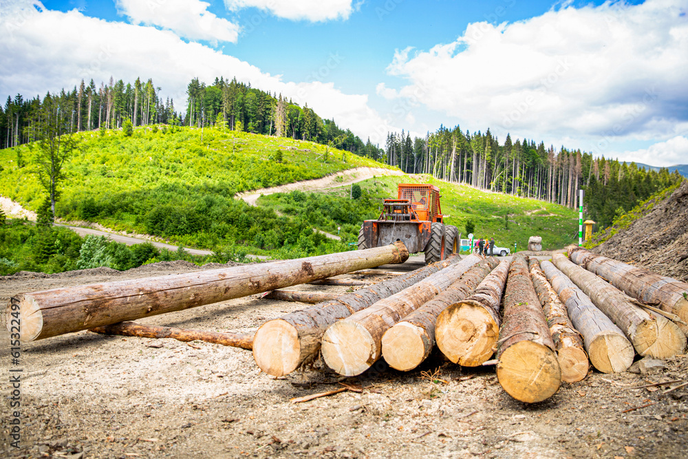 Felling of trees,cut trees , forest cutting area, forest protection ...