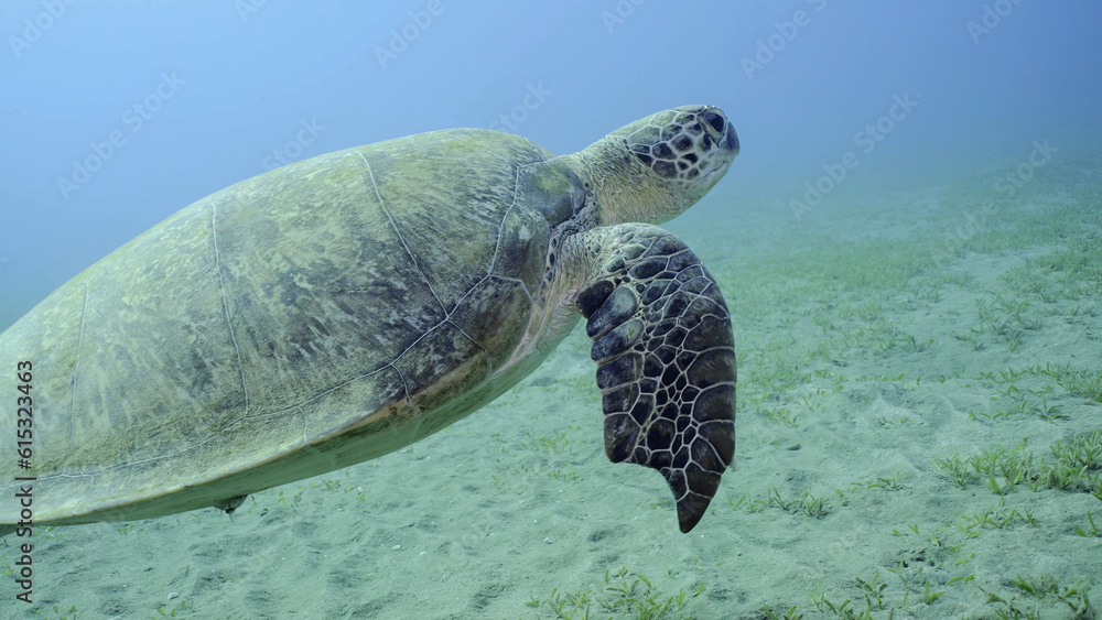 Sea Turtle with bite marks on fins swims in blue water. Close-up of ...