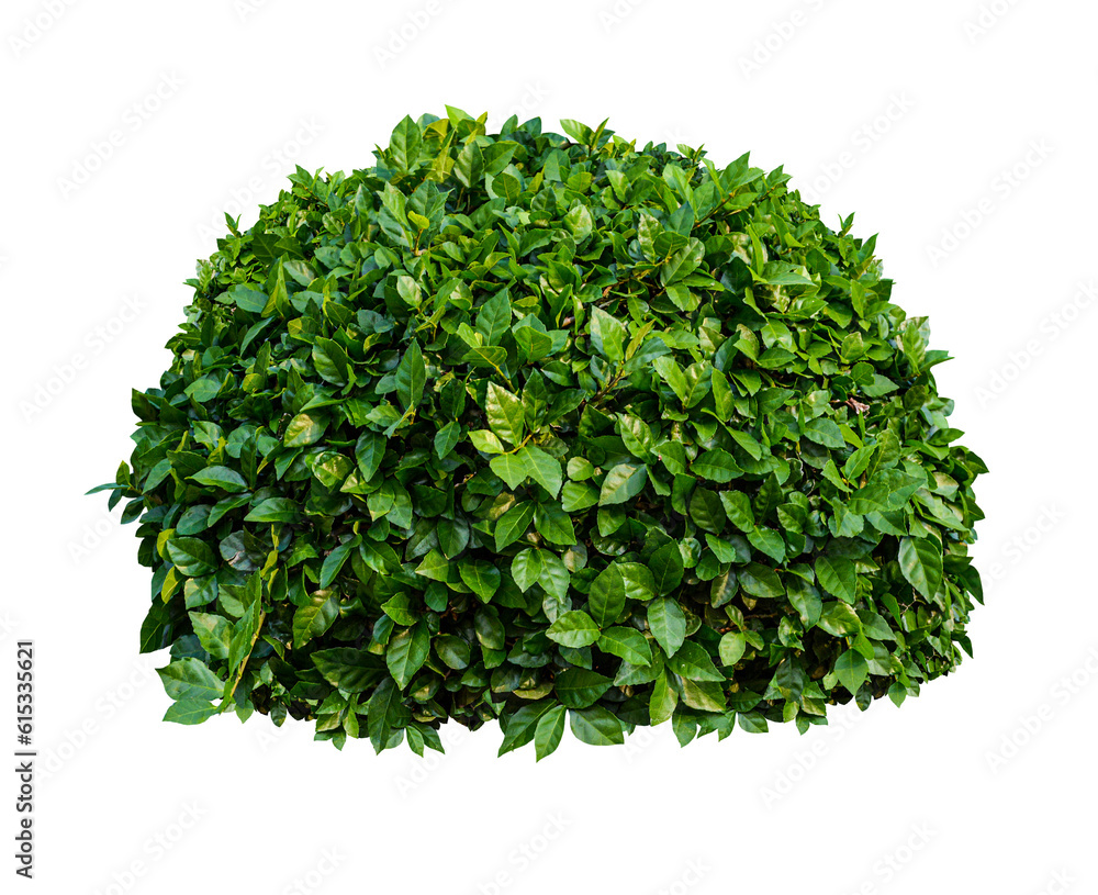 tree png image _ bush images _plant images _ leaves image _ tree in ...