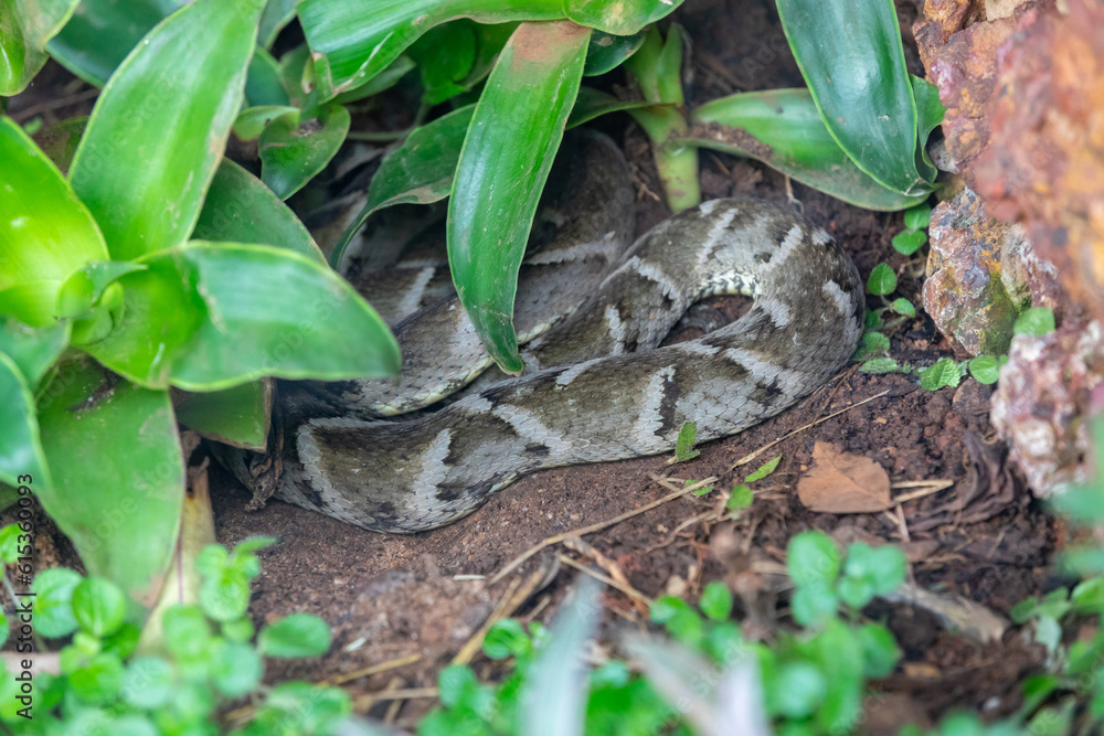 Very common venomous snake in Brazil known as "jararaca Pintada or ...
