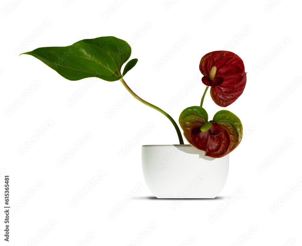 floral design with a red green anthurium plant in a white pot for ...