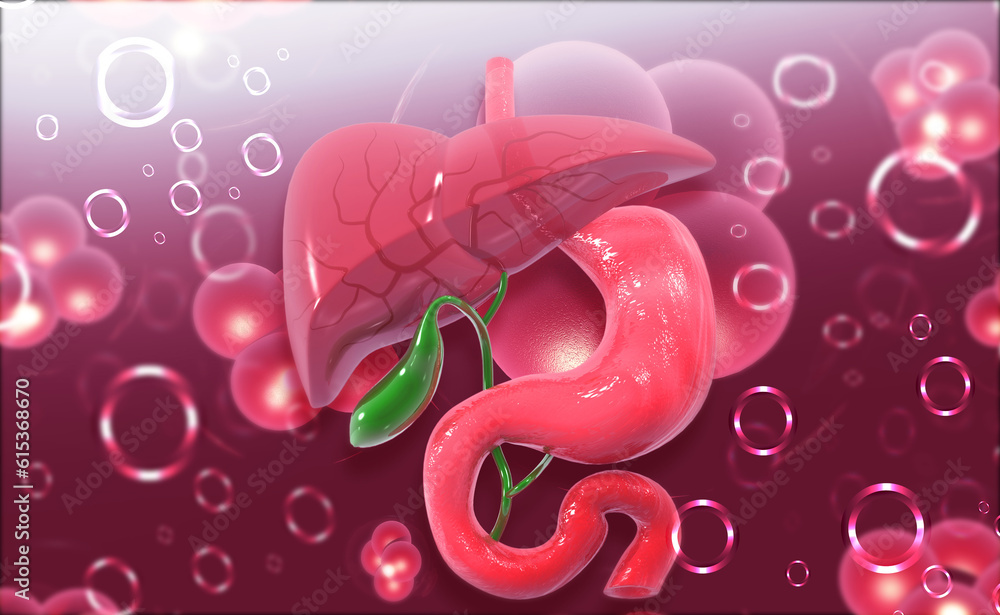 Human digestive system on scientific background. 3d illustration. Stock ...