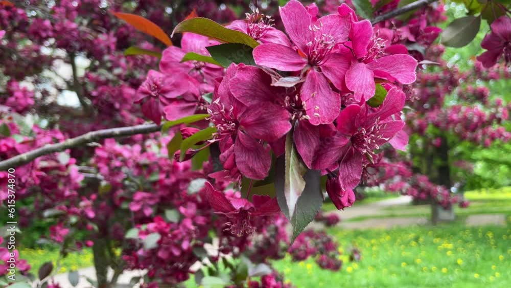 The decorative apple tree is blooming. Red flowers in a close-up view ...