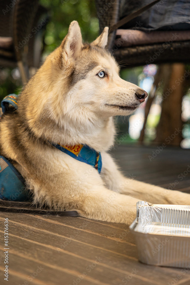 Siberian Husky portrait close up, Siberian Husky face. Husky dog muzzle ...