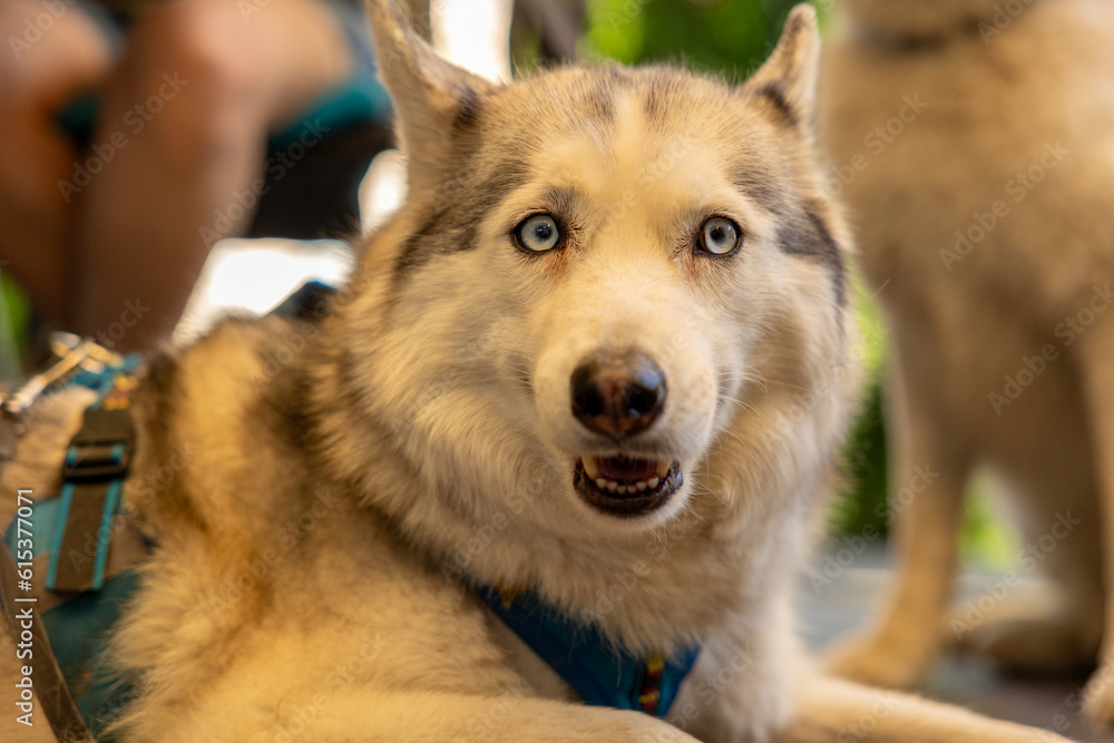 Siberian Husky portrait close up, Siberian Husky face. Husky dog muzzle ...