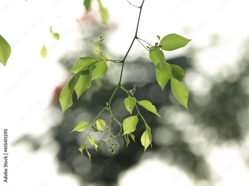 Indian Rose Wood Tree Dalbergia Sissoo Sheesham Tree leaves flowers ...
