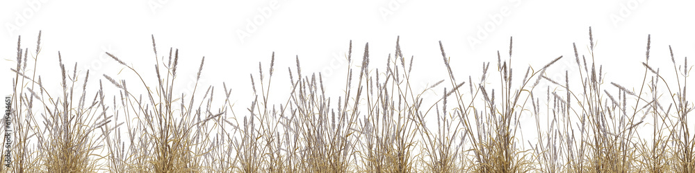 Dry grass field in nature, meadow in summer, Tropical forest isolated ...