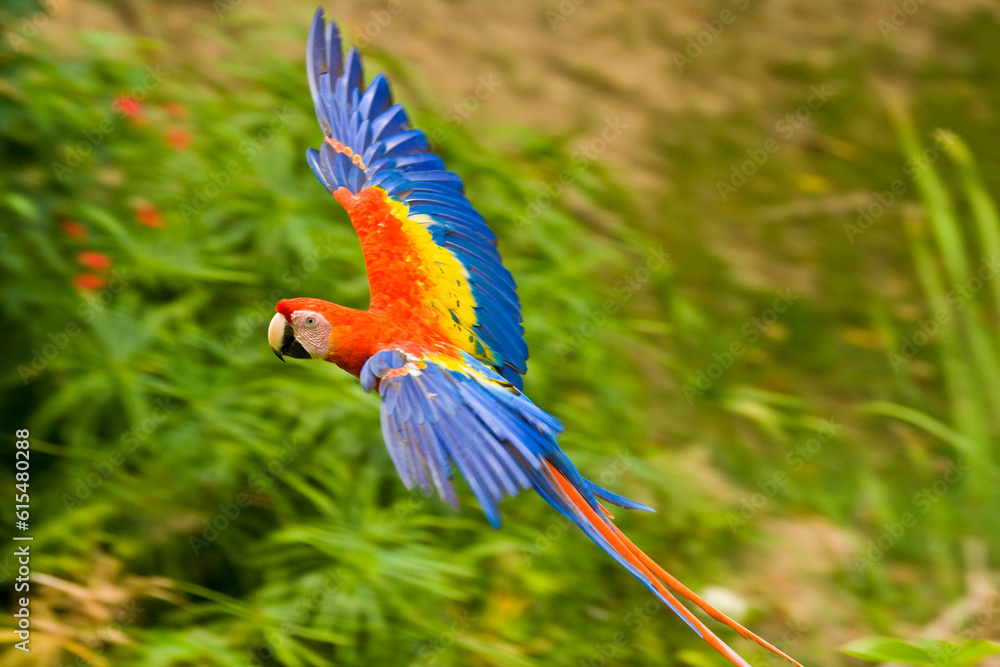 Foto de Scarlet Macaw (Ara macao) in flight in Gumbo Limbo Park, Roatan ...