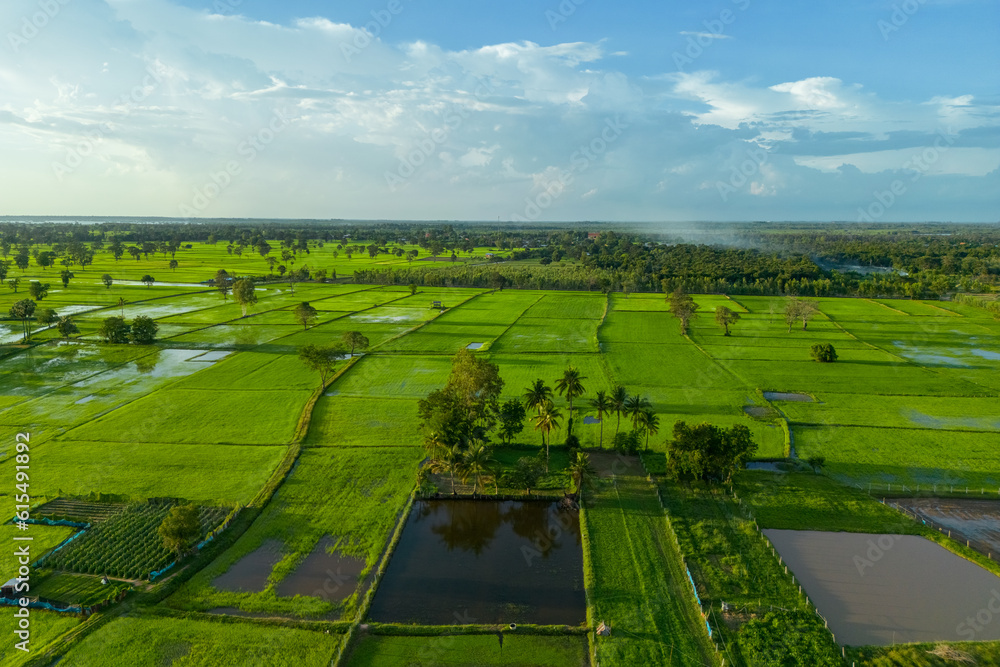 aerial shots, drone photography, aerial shots of rice fields in evening ...