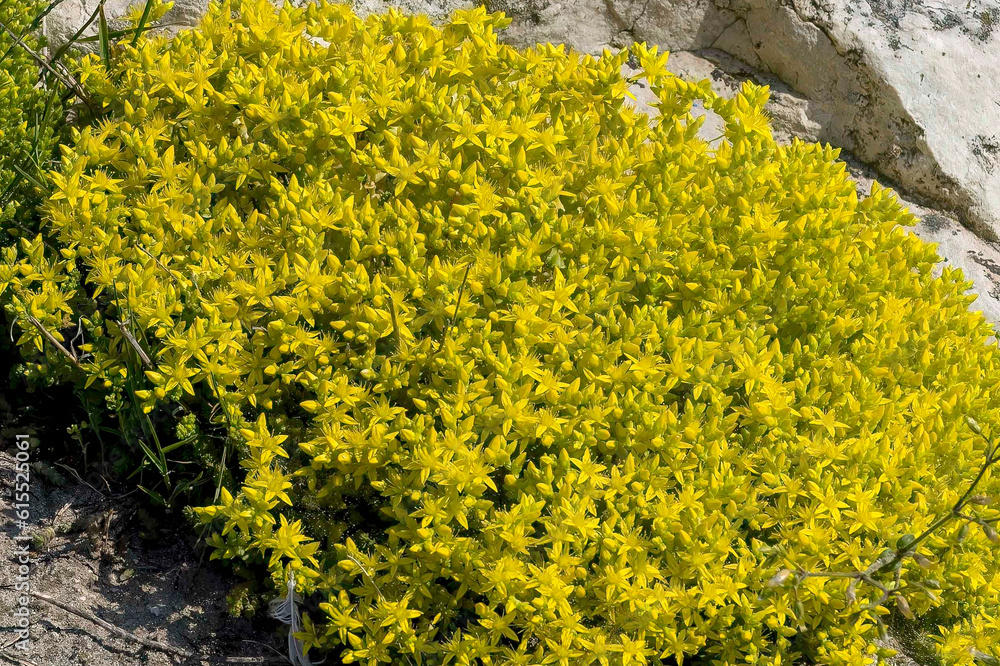 Foto de Goldmoss Stonecrop (Sedum acre) known as Goldmoss Sedum, or ...