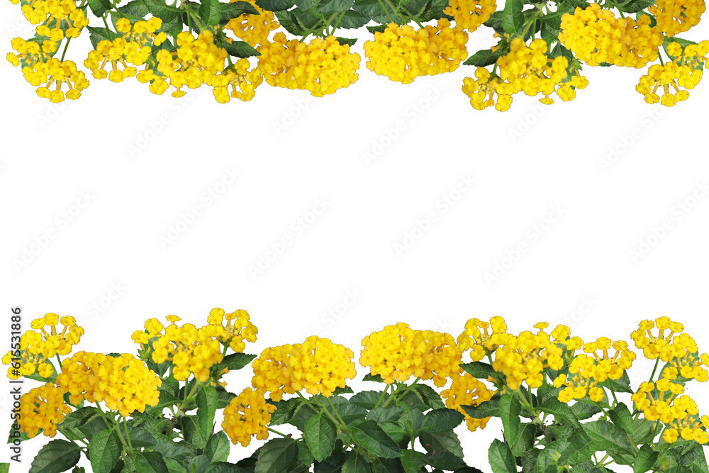yellow West Indian Lantana camara floral frame isolated transparent ...