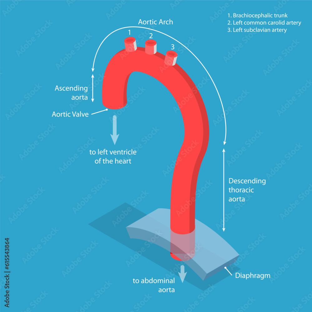 3D Isometric Flat Vector Conceptual Illustration of Aorta Segments ...