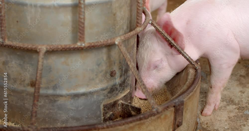 Pigs eat feed.Pigs eating from feeder and waterer at a pig farm.Piglet nursery eating food, Pig ...