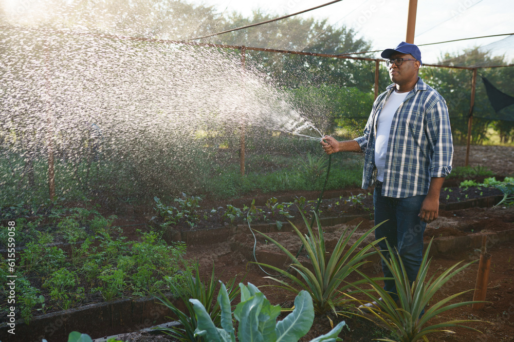 pequeno produtor rural Brasileiro aguando sua horta com uma mangueira ...
