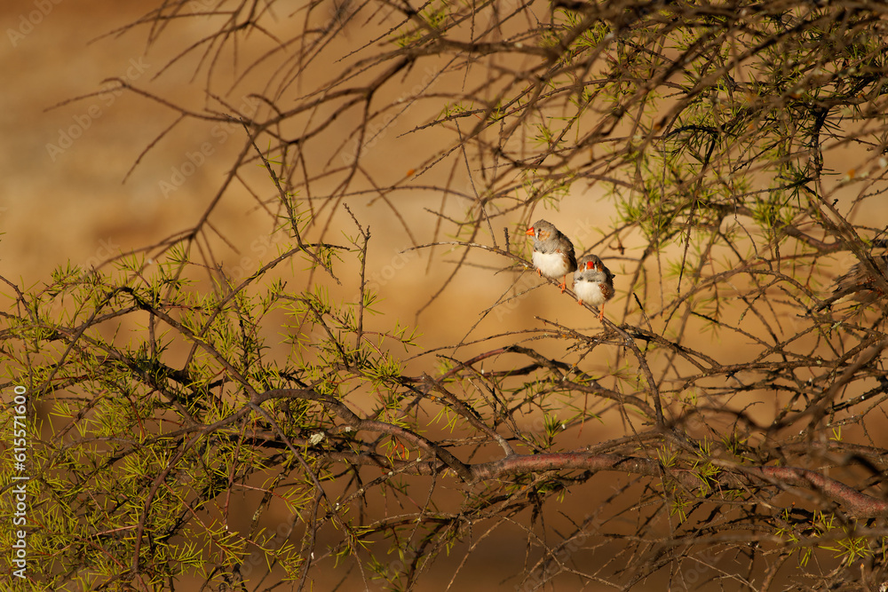 Australian Zebra Finch or Chestnut-eared Finch (Taeniopygia guttata ...