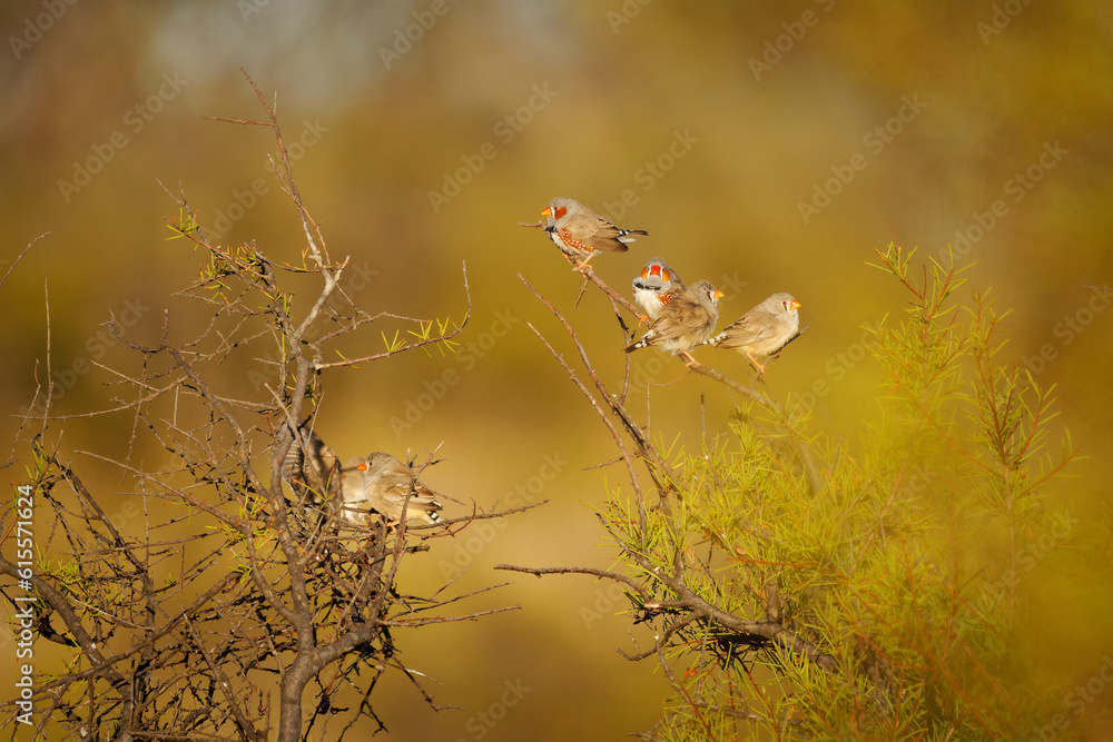 Australian Zebra Finch or Chestnut-eared Finch (Taeniopygia guttata ...