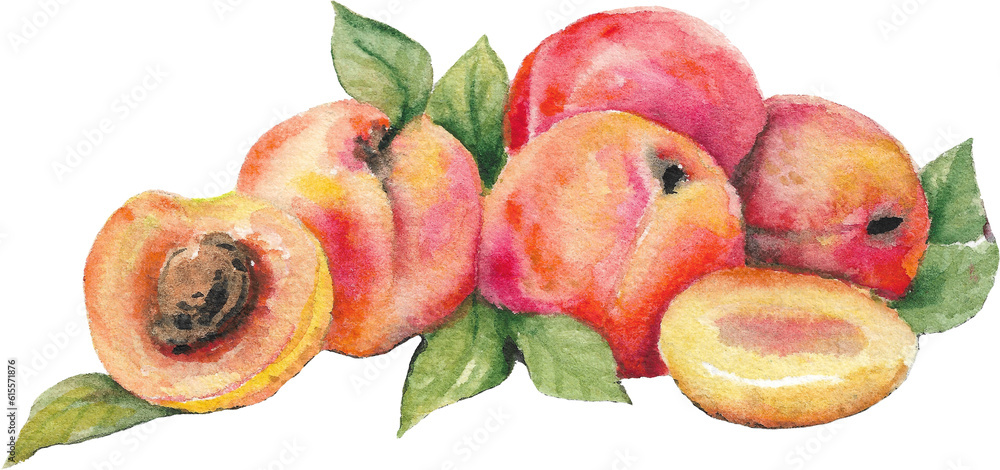 Watercolor Apricots with Leaves on a Transparent Background, Orange ...
