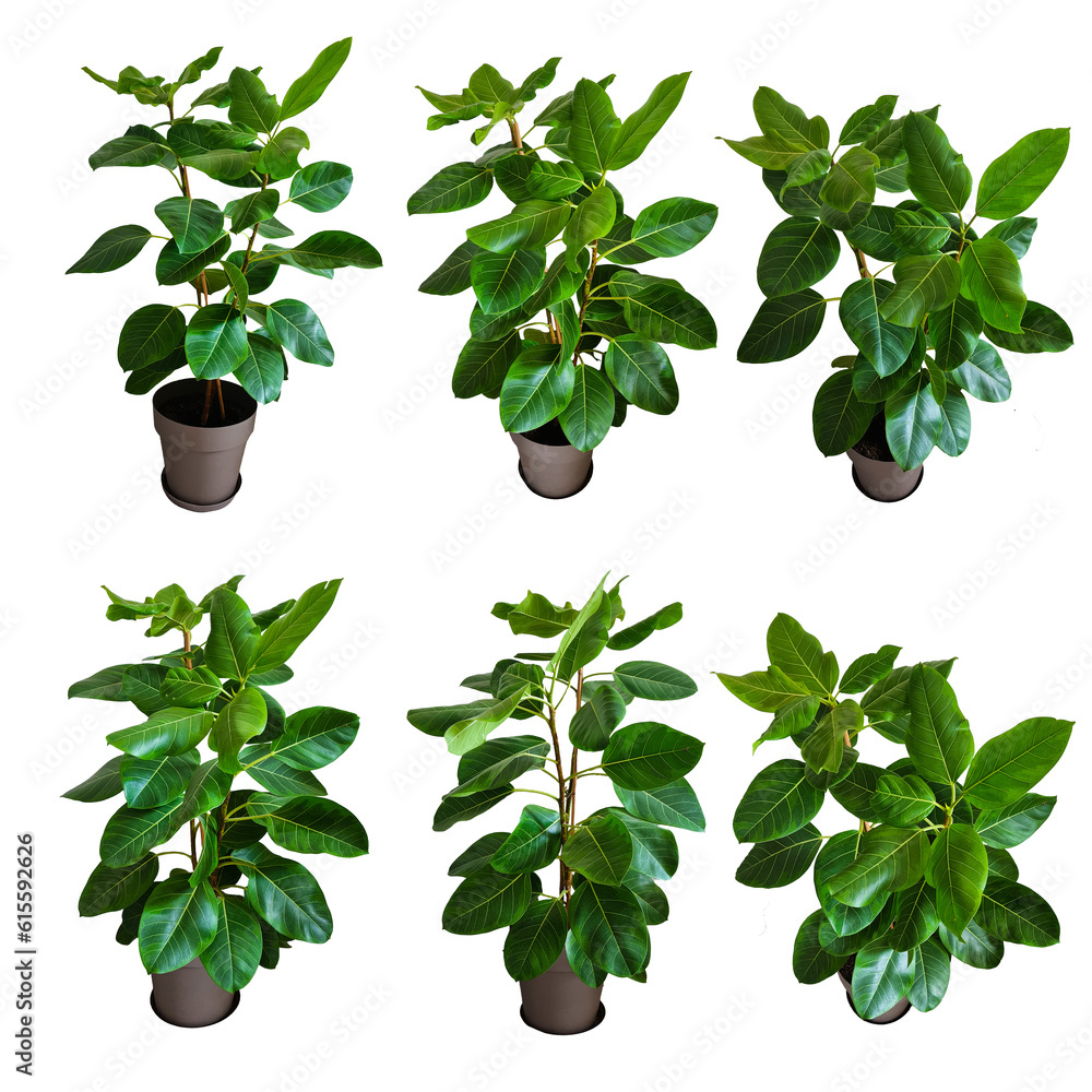 Plante d'intérieur isolées de ficus en pot, de face et de côté isolés ...