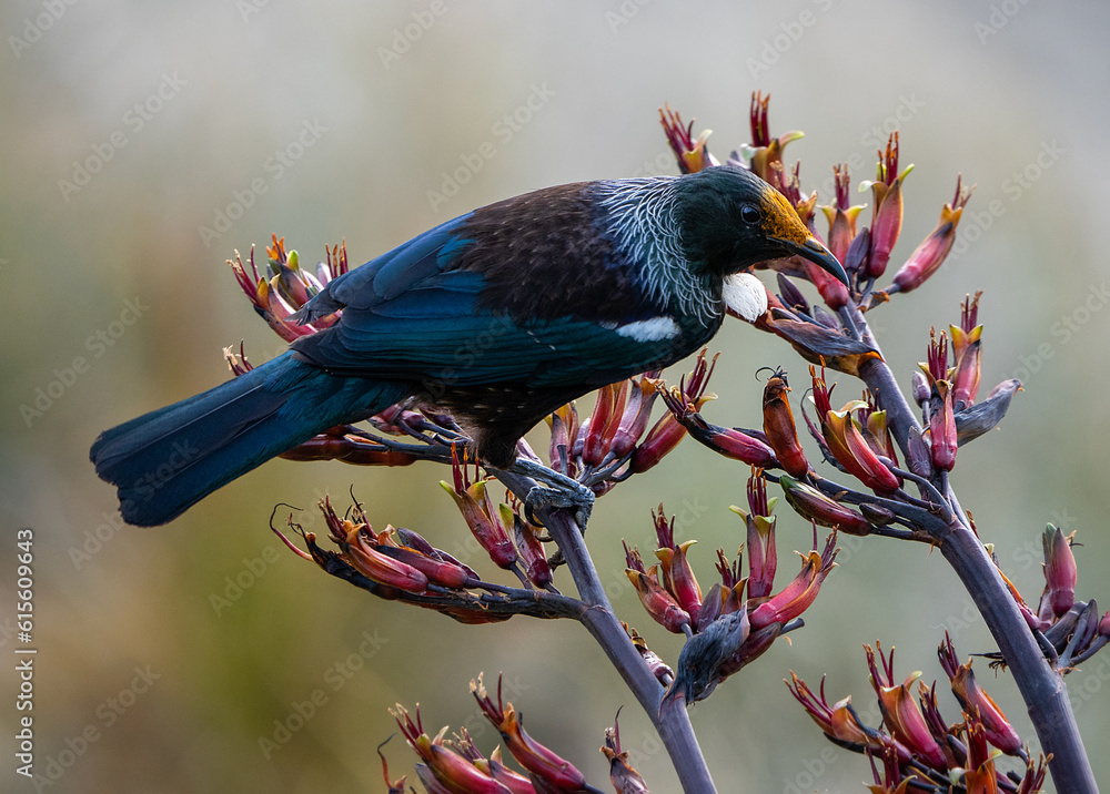 Tui (Prosthemadera novaeseelandiae) feeding on native Aotearoa New ...
