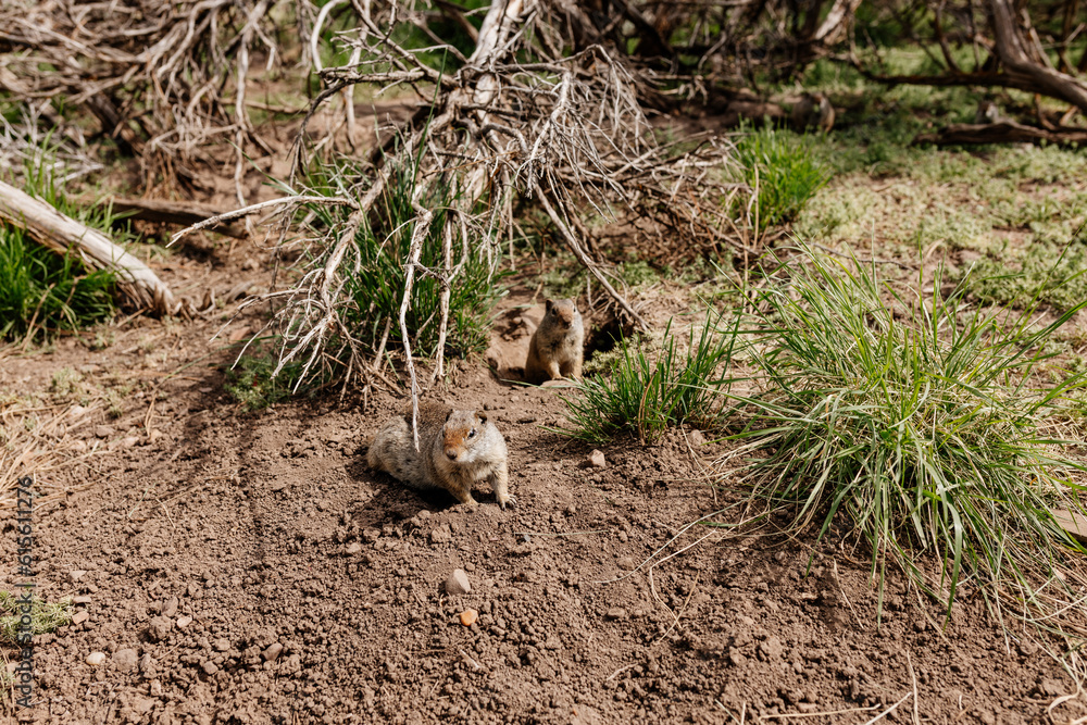 Gopher sits and looks out of his hole among the green grass. Wild ...