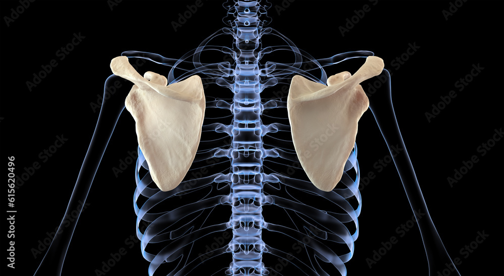 Posterior view on scapula on x-ray skeleton Stock Illustration | Adobe ...
