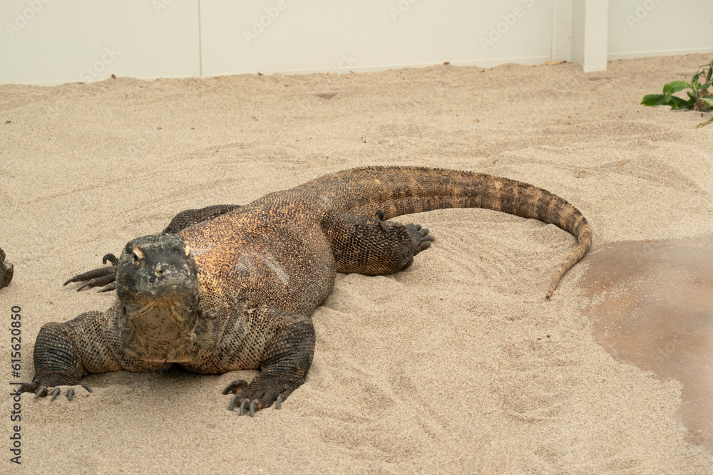 Komodo dragons are large lizards with long tails, strong and agile ...