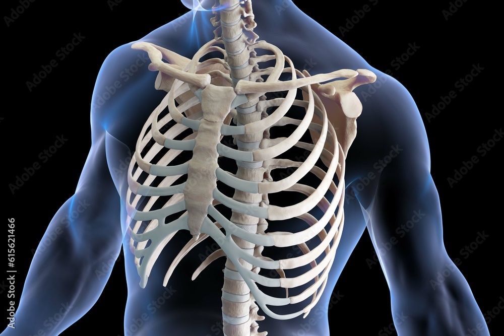 Rib cage on x-ray body Stock Illustration | Adobe Stock